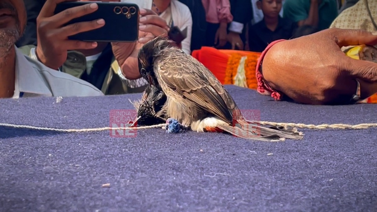 Assam: Traditional Bulbuli fight resumes in Hajo after 9 years on Magh ...