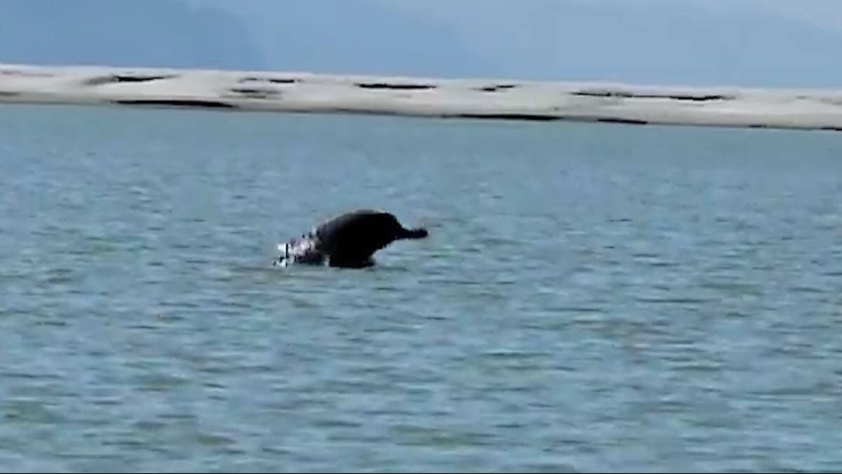 Assam CM equates gangetic Dolphins to Tigers, highlights conservation ...