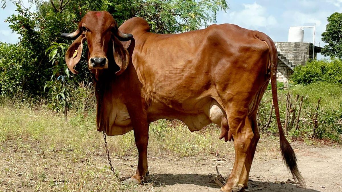 PHOTOS: गिर गाय पालन है फायदे का सौदा, एक ब्यान्त में देती है 3300 लीटर ...