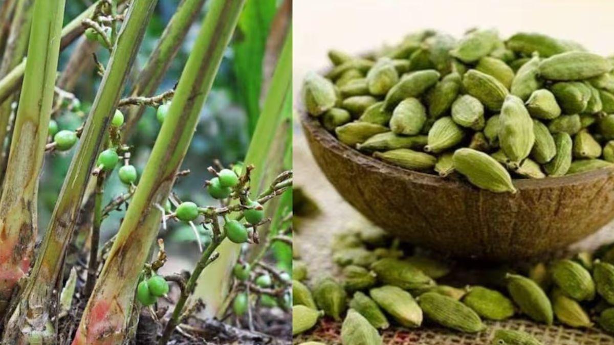 Elaichi Farming: इलायची उगाने में नंबर वन है केरल, यहां देखें पांच ...