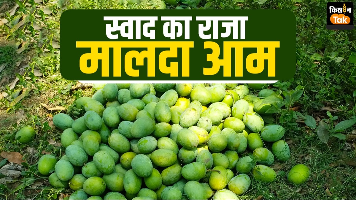 Knowledge: मालदा आम के लोग इतने दीवाने क्यों हैं? क्या है खास वजह ...