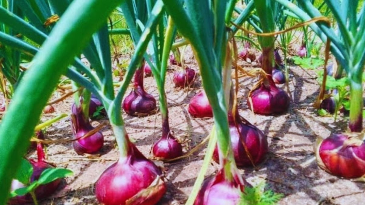 Photos: प्‍याज की फसल में ऐसे करें नाइट्रोजन, फास्फोरस और पोटाश का इस् ...
