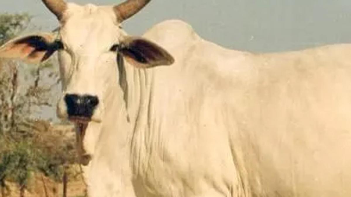ये है सबसे खूबसूरत गाय, कीमत कम और दूध देती है ज्यादा, देखें वीडियो ...