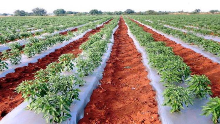 Mulching Farming: मल्च‍िंंग से खेती में क‍िसानों की लागत होगी कम, जानें ...