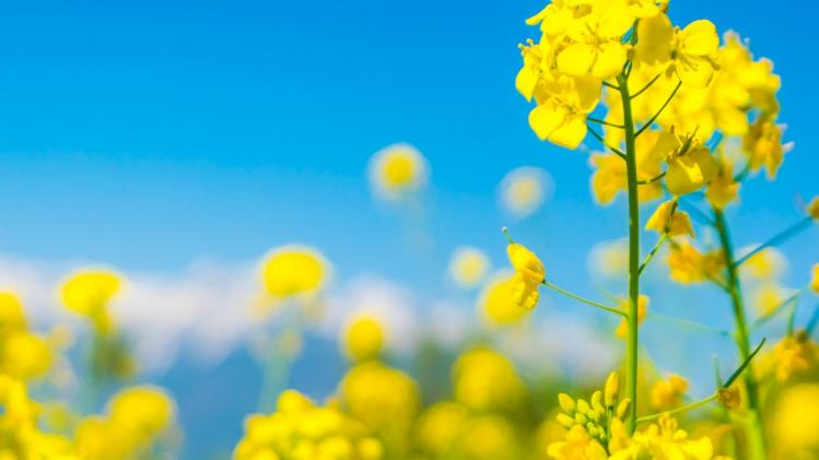 mustard farming full Information improved varieties and yield