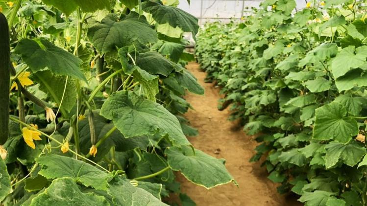 हर‍ियाणा का हाल, 19 लाख क‍िसान...प्राकृत‍िक खेती के ल‍िए स‍िर्फ 1201 ...