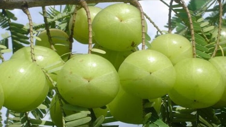 प्राकृतिक विधि से आंवले की खेती में फायदे ही फायदे, ऐसे बढ़ाएं किसान ...