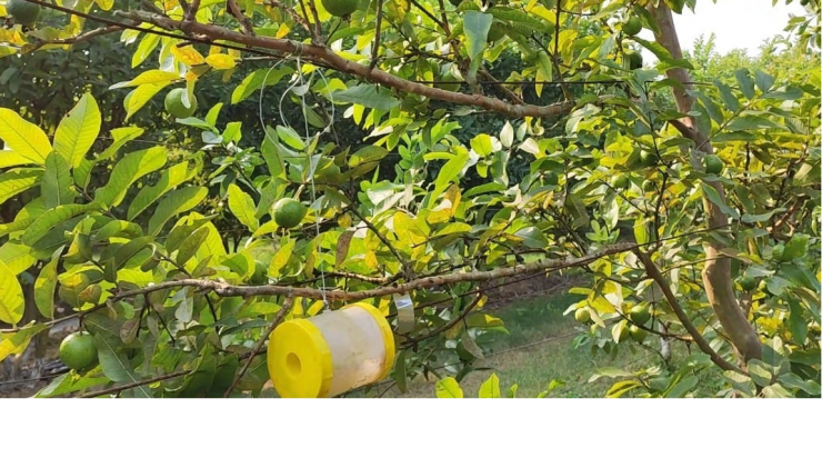 अब अमरूद का पेड़ नहीं बेल कह‍िये जनाब! इस व‍िध‍ि से फल का साइज भी हो ...