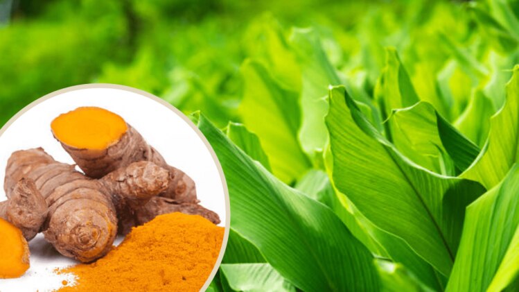 हल्दी की फसल में लगने वाले हानिकारक कीट और रोगों से सुरक्षा कैसे करें ...