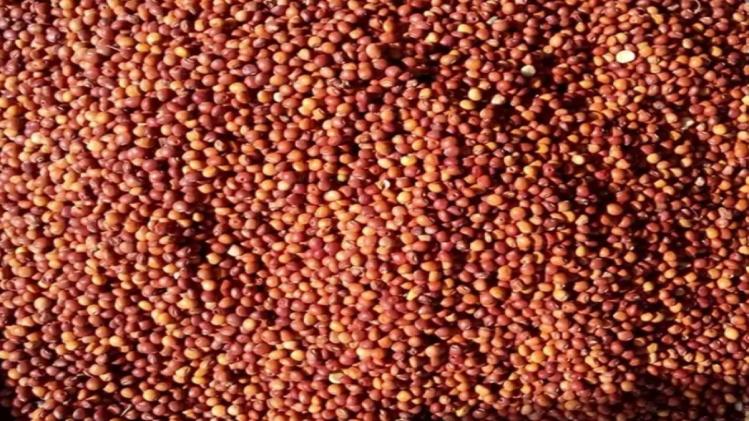 तंदूर लाल चना को मिला GI टैग, किसानों को मिलेगा लाभ और मिलेगी पहचान ...