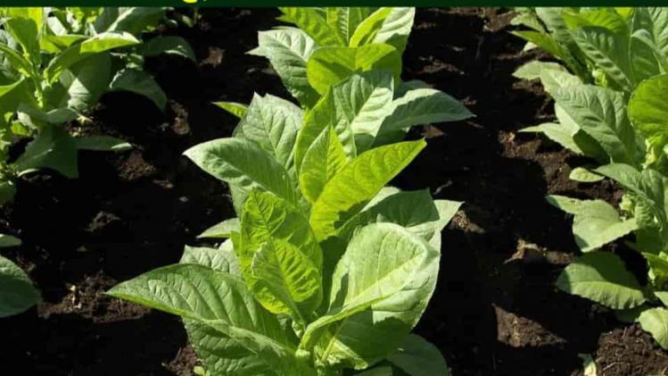 चक्रवात मैंडूस से प्रभावित एफसीवी तंबाकू उत्पादक किसानों को मिलेगा दस ...