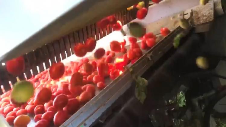 हरे और लाल टमाटर को एक सेकंड में अलग कर देती है ये मशीन, देखिए इस वायरल ...