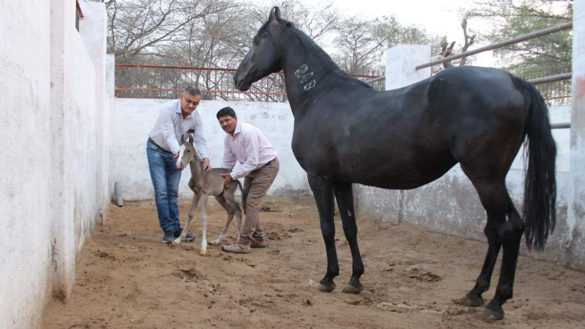भ्रूण स्थानांतरण तकनीक के माध्यम से पैदा हुआ भारत का पहला मारवाड़ी ...