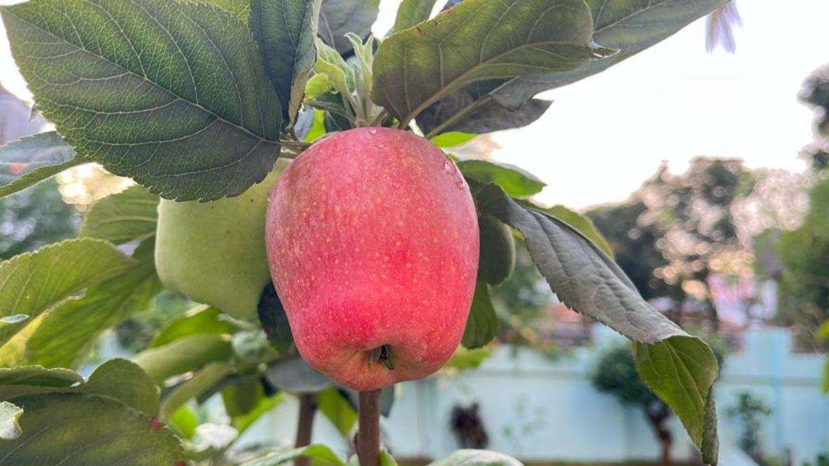 Apple Farming: अब गर्म स्थानों पर भी हो सकेगी सेब की खेती, सफल रहा ...