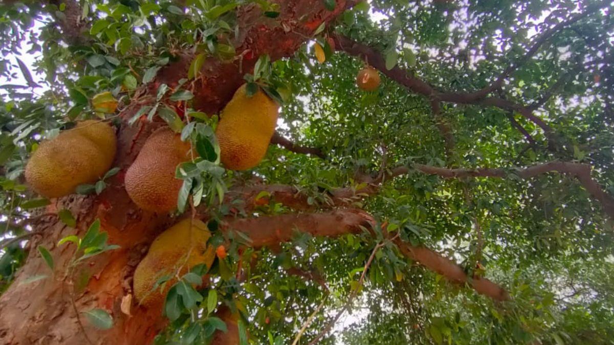 कटहल हो सकता है कि किसानों की अतिरिक्त आय का जरिया, इस तरह करें खेती ...