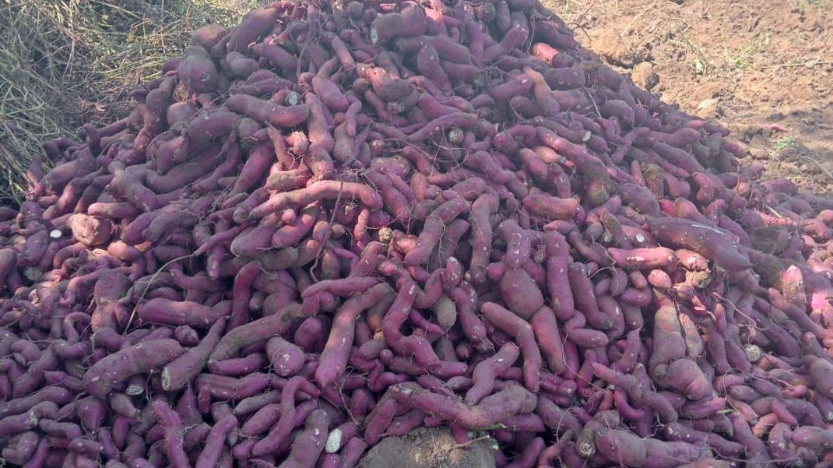 Buy Sweet Potato Variety Online: बंपर पैदावार देती है शकरकंद की ...