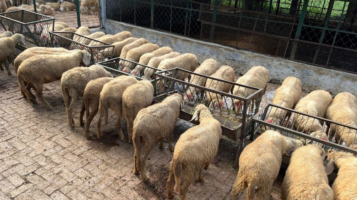 Sheep Meat: 100 किलो वजन तक की हो जाती है भेड़ों की ये खास नस्ल, जानें ...