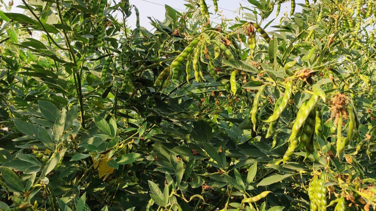 Arhar Farming: हर साल अरहर की खेती को 30 प्रत‍िशत तक नुकसान कर देता है ...