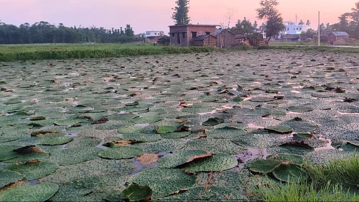 बेहद चुनौतियों से भरी है मखाने की खेती, दिन-रात एक कर देते हैं किसान ...