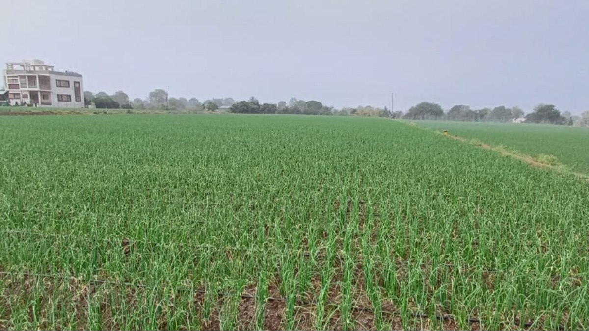 Onion Farming: कम दाम और बार‍िश की बेरुखी से प्याज की खेती घटा रहे क ...