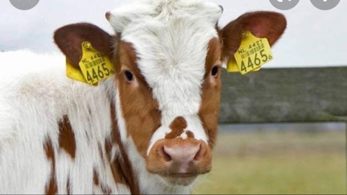 Animal Tagging: आखिर क्यों कारवाई जाती है पशुओं की टैगिंग, क्या है इस ...