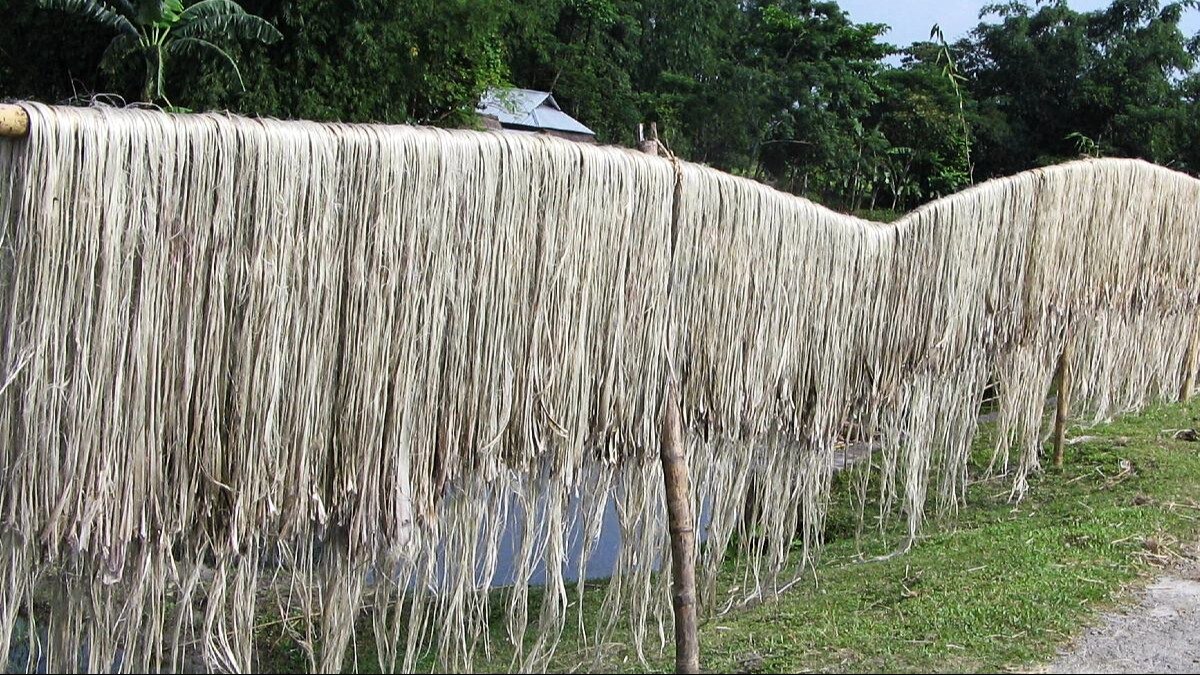 Raw Jute MSP: लोकसभा चुनाव से पहले किसानों को तोहफा, मोदी सरकार ने बढ़ाई जूट की एमएसपी - MSP for ...