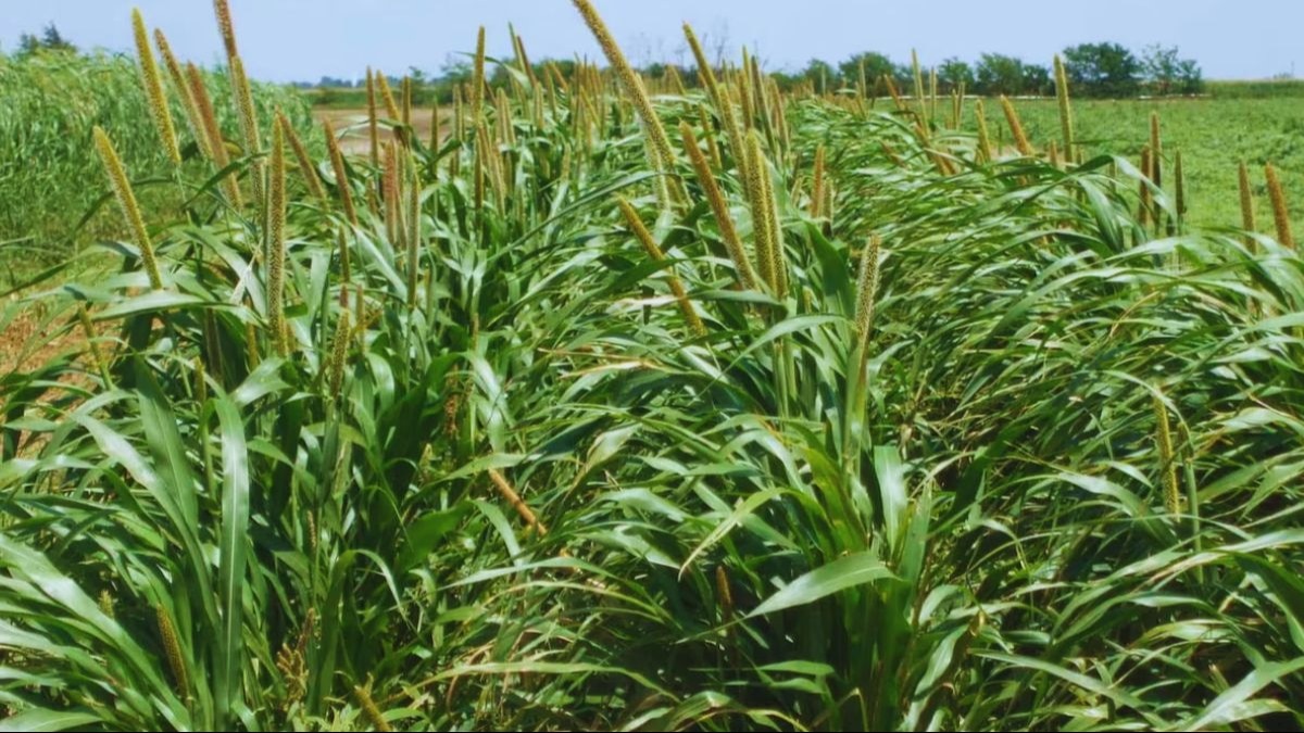 Green Fodder: जून में खूब आएंगे ये चार हरे चारे, साइलेज बनाकर करें ...
