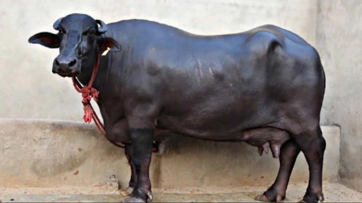Cattle Farming: इस खास नस्ल की भैंस से लखपति बन जाएंगे UP के किसान ...