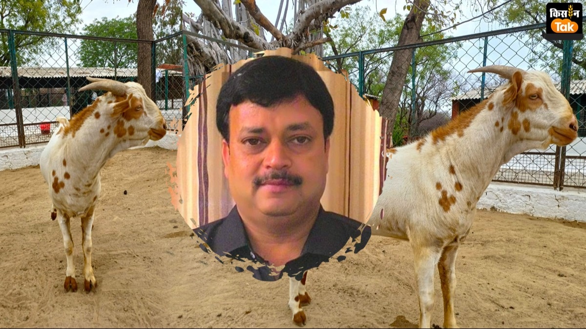 Goat Farming: इस नस्ल की बकरी पालकर लाखों में कमाई कर सकते हैं किसान ...