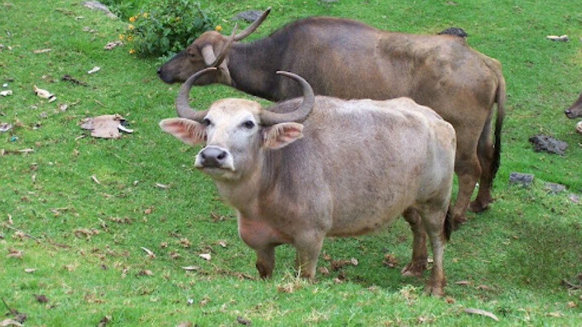 Bull Diet: खेती के काम में जुटे बैल की खुराक में क्या हो शामिल और कितना ...