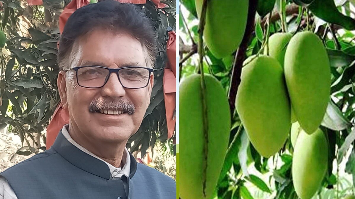 Mango News: अवध आम उत्पादक समिति ने किया बड़ा ऐलान, इस तारीख से मिलेगा ...