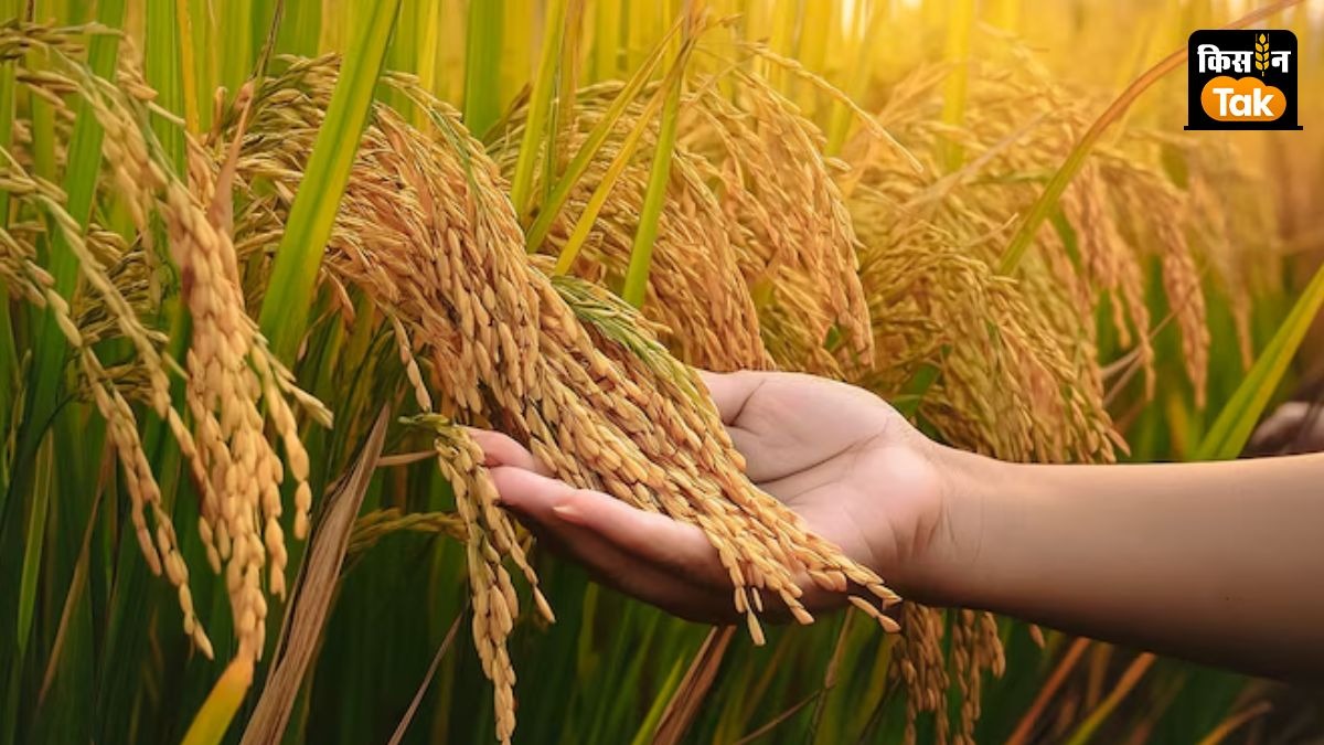 धान फसल पर झोंका रोग और भूरा फुदका कीट का अटैक, कृषि विभाग ने किसानों ...