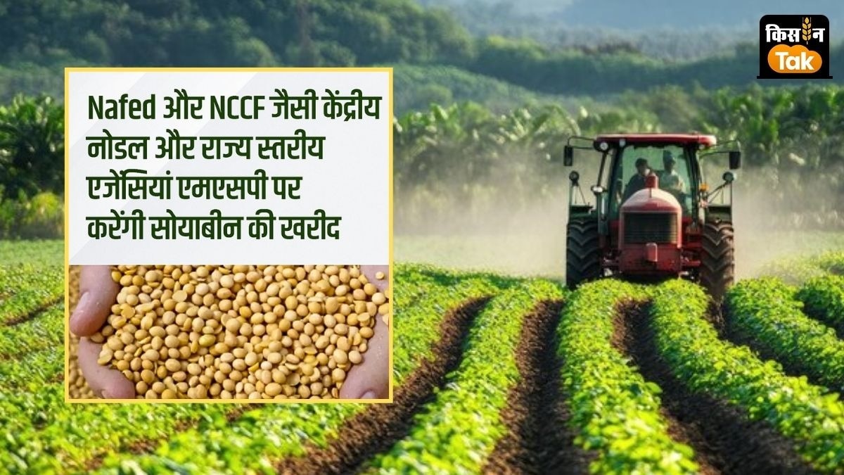 महाराष्ट्र समेत 3 राज्यों में सोयाबीन की खरीद करेंगी NCCF और NAFED, प्राइस सपोर्ट स्कीम को ...