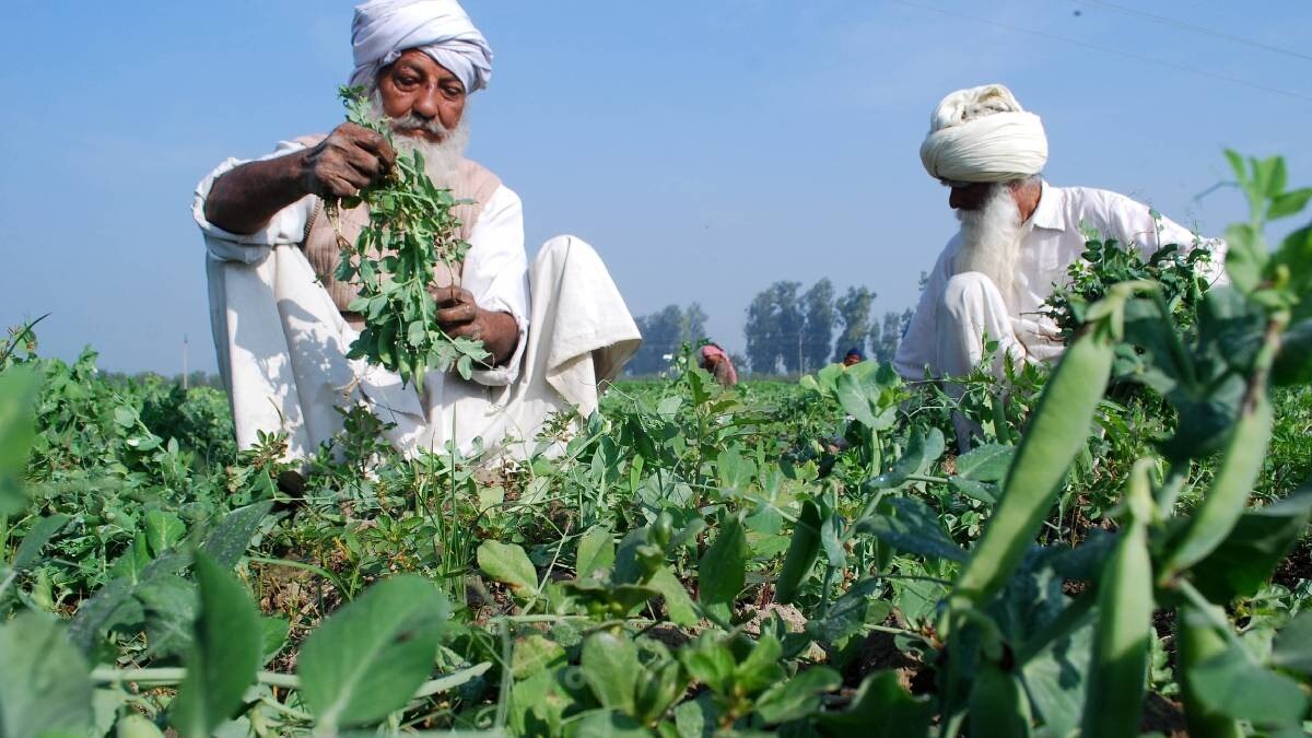 Rajasthan: धौलपुर में मॉनसूनी बादलों से बरसी आफत, बाजरा, तुर और मूंग की ...