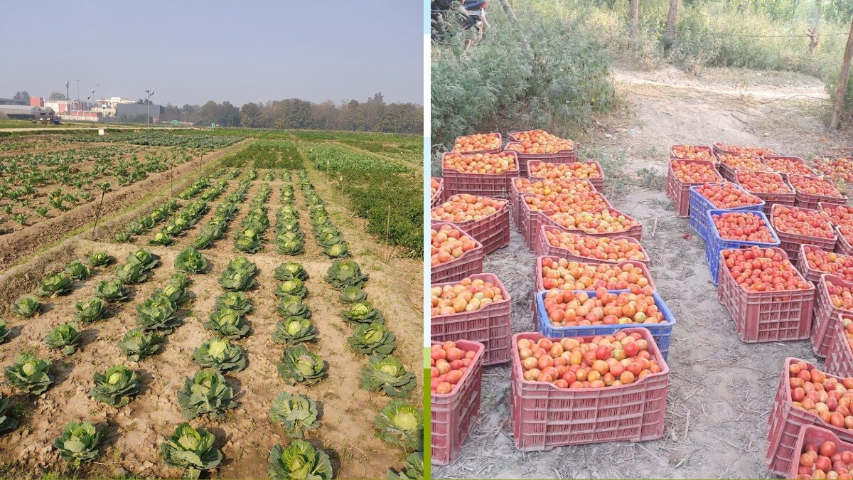 cold waves in up Agri Advice for farmer - यूपी में शीतलहर के प्रकोप से ...