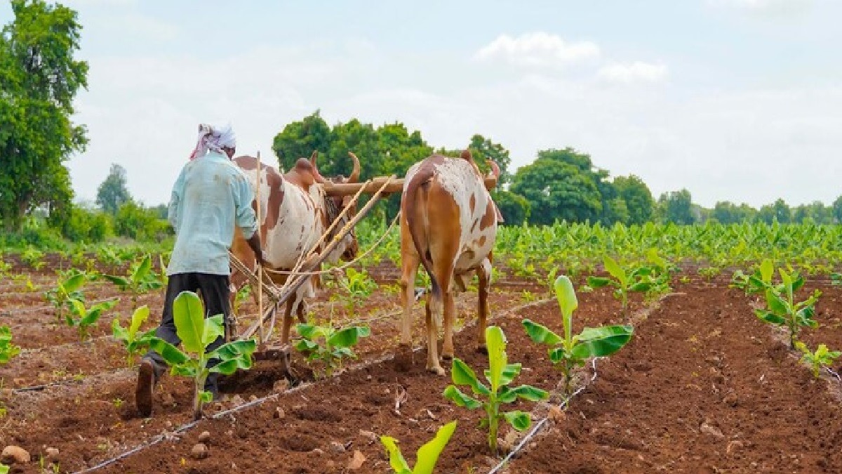 हिमाचल में पूरी तरह से नेचुरल फार्मिंग कराने की योजना, सरकार का बीज ...