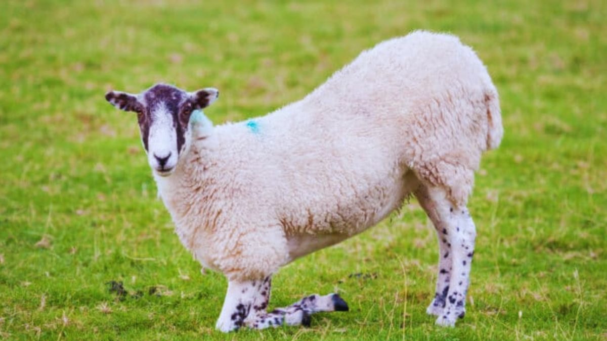 Sheep: कश्मीर में मीट की डिमांड पूरी करने को सरकार ने उठाया ये कदम ...