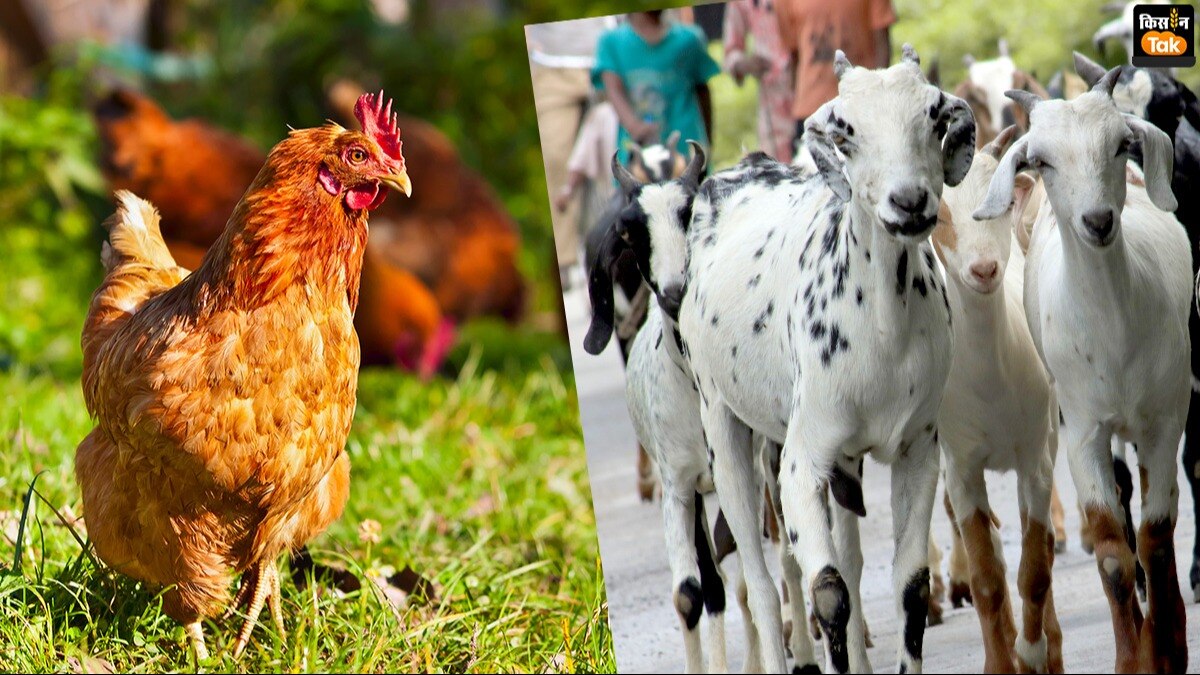 Goat-Poultry Farming: बकरियों का चारा भरेगा मुर्गियों का पेट, मेंगनी से ...