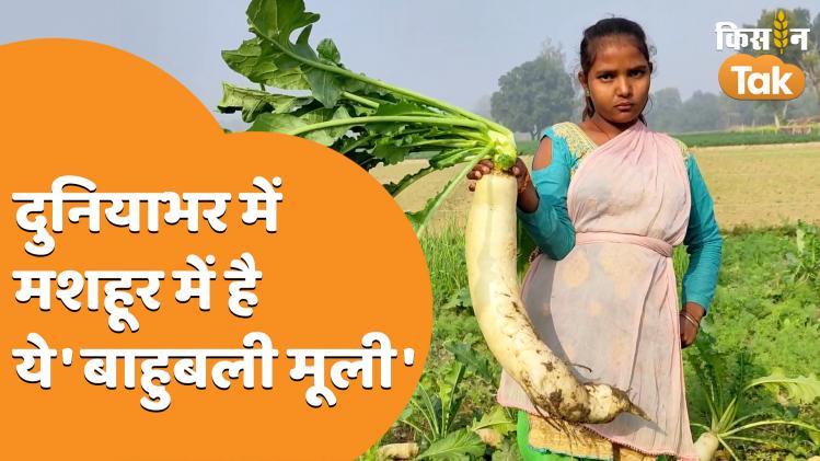 नहीं देखी होगी आपने ऐसी मूली, नाम है 'बाहुबली', देखें वीडियो