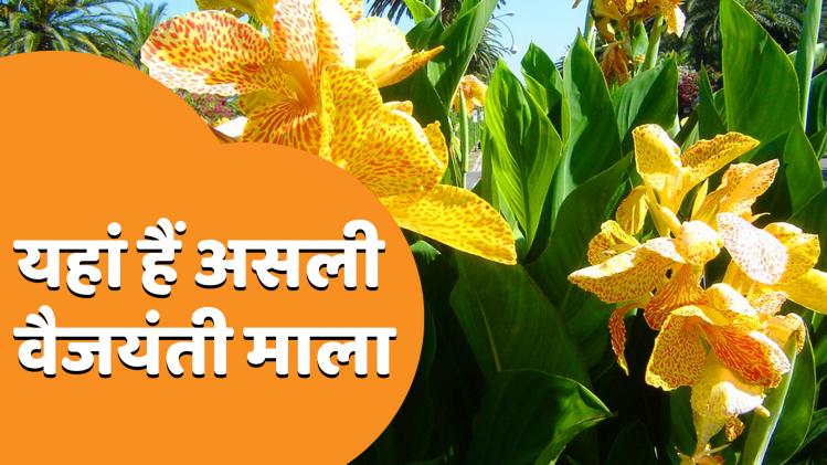 तो इस फूल से आया मशहूर अभिनेत्री वैजयंती माला का नाम! देखें ये वीडियो ...