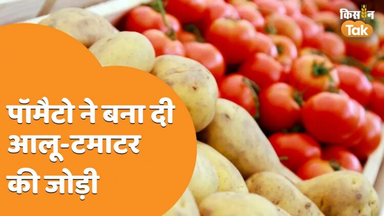 इस खास तकनीक से अब एक ही पौधे में उगेंगे आलू-टमाटर, देखें वीडियो