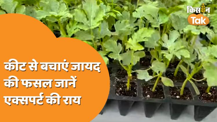 जायद की फसलों को कीट से बचाएं, इस तकनीक को अपनाएं