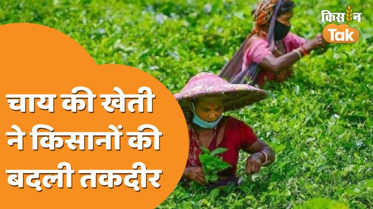 Tea Farming: चाय की खेती से बदली किसानों की किस्मत, कमा रहे बढ़िया मुनाफा