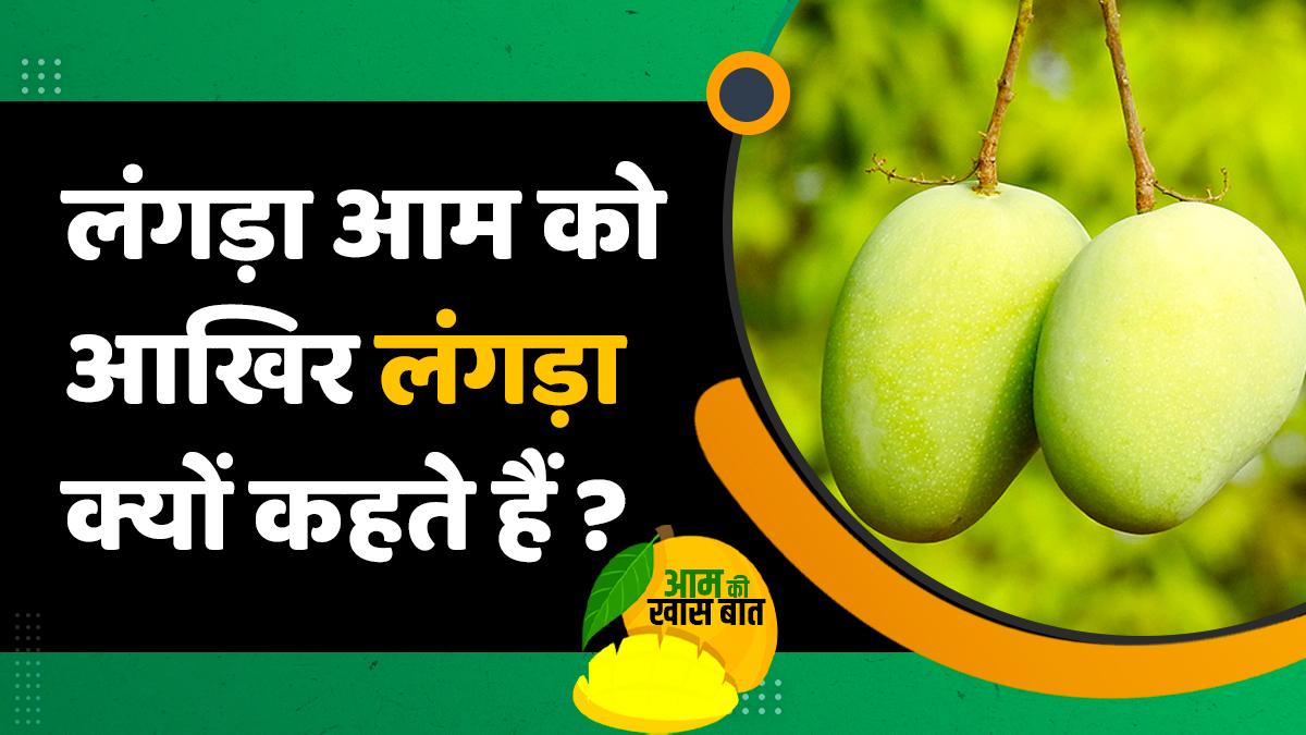 Langda Aam: लंगड़ा आम को आखिर लंगड़ा क्यों कहते हैं, कैसे पड़ा यह नाम ...