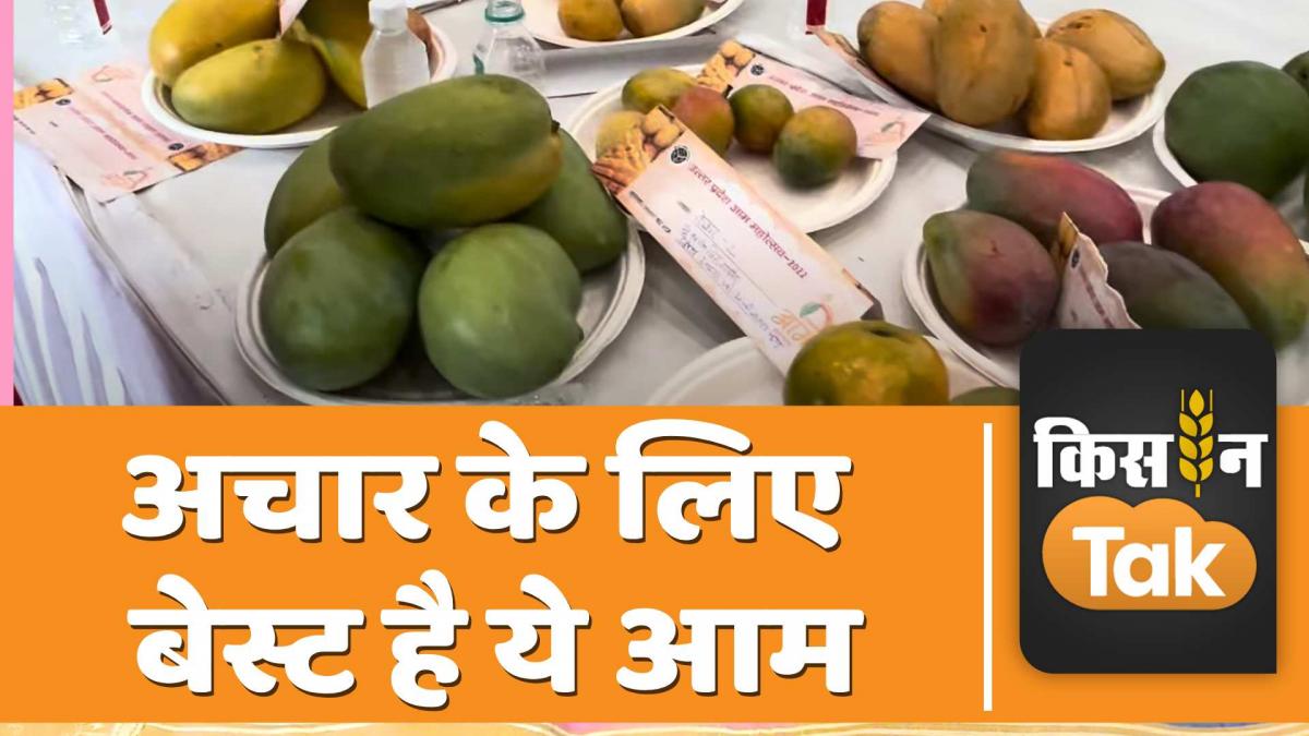 पेड़ पर फल आते ही हो जाती है बुकिंग, अचार बनाने के लिए है बेस्ट ये आम ...