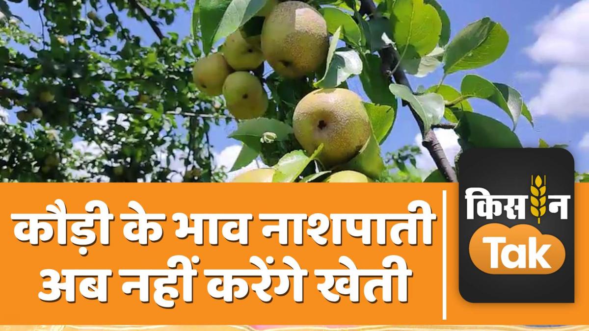 नाशपाती किसानों के टूटे अरमान, कौड़ी भाव हुआ दाम, देखें वीडियो