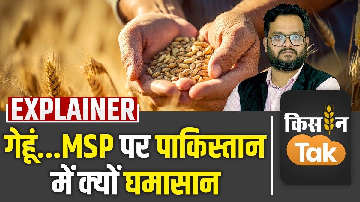 Explained: पाकिस्तान में गेहूं की MSP पर क्यों मचा घमासान, देखें वीडियो
