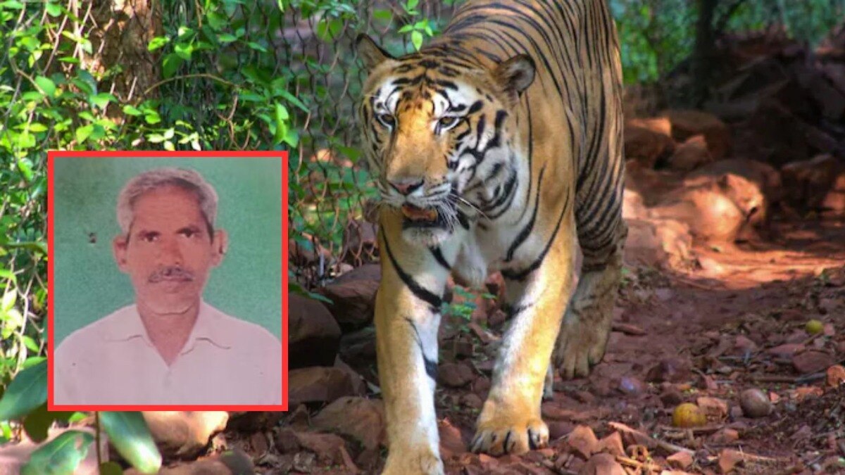 Chandrapur Tiger Attack - Chandrapur : पाणी भरायला गेलेलेल्या वाघाचा हल्ला, शेतकरी रक्तबंबाळ ...