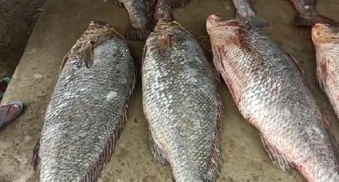 দিঘায় জালে উঠল ২২ তেলিয়া ভোলা মাছ, বিক্রি হল কোটি টাকায় - digha 22 ...