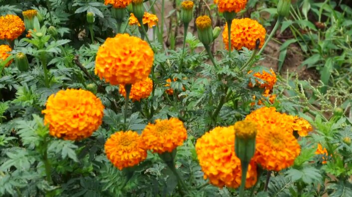 फूलों की खेती से महका हिमाचल का यह गांव, साल में पांच-छह लाख कमा रहे ...